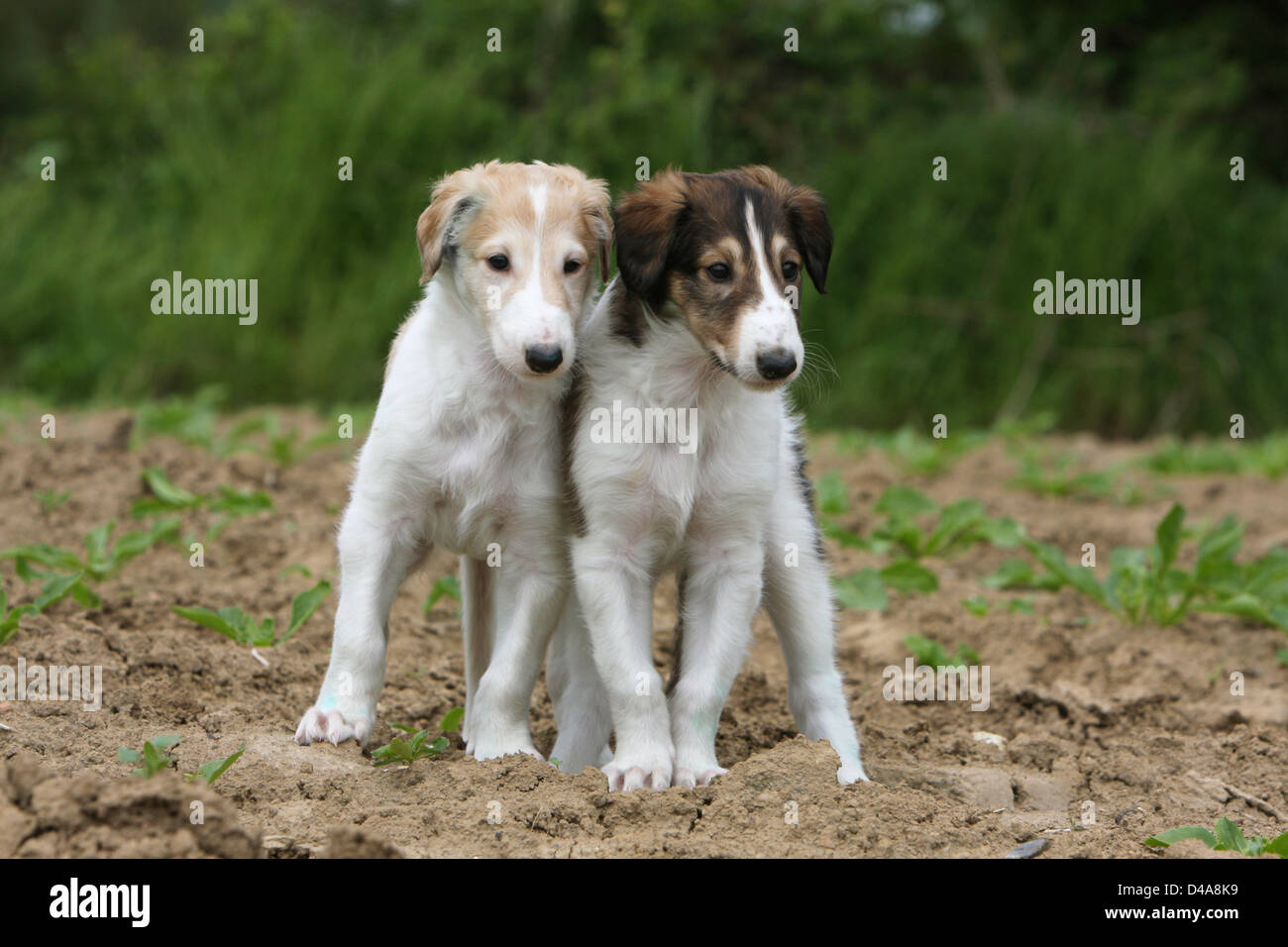 Dog barzoi / Borzoi / Russian wolfhound / Barsoi two puppies standing ...