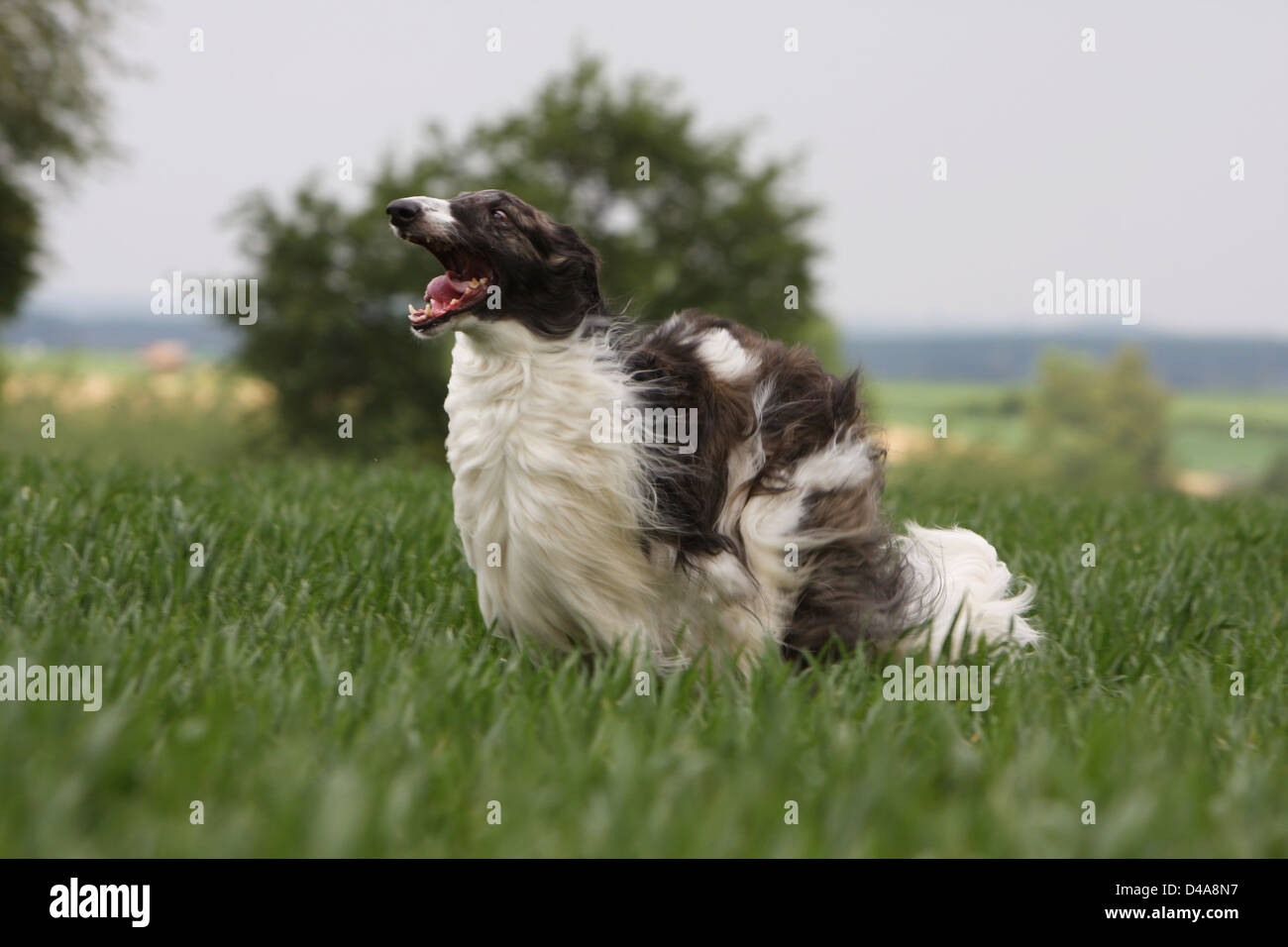 Dog barzoi / Borzoi / Russian wolfhound / Barsoi / adult running in a ...