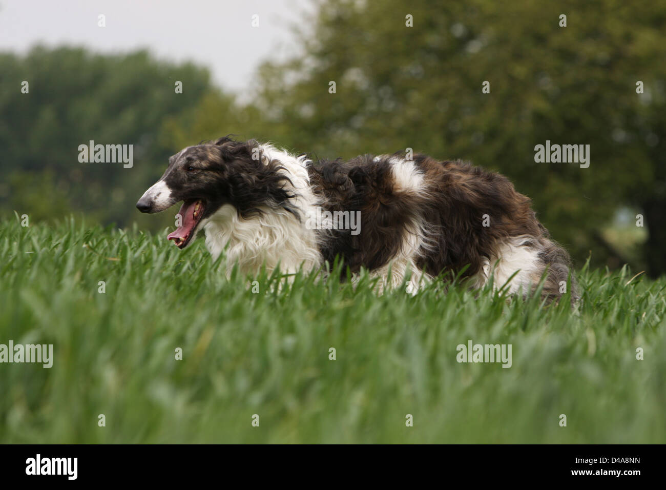 Dog barzoi / Borzoi / Russian wolfhound / Barsoi / adult running in a ...