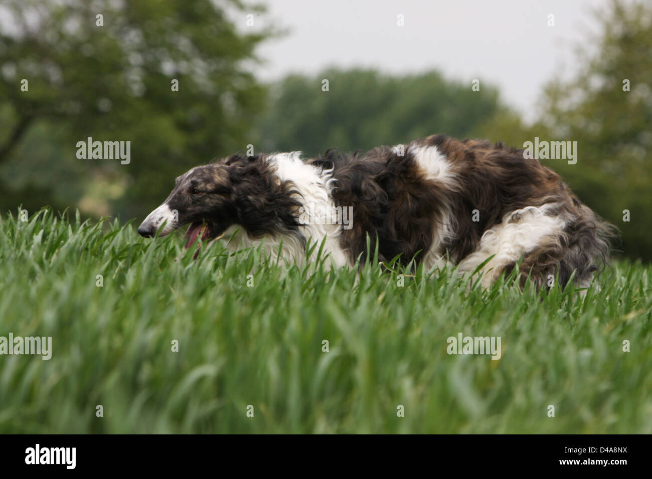 Dog barzoi / Borzoi / Russian wolfhound / Barsoi / adult running in a ...