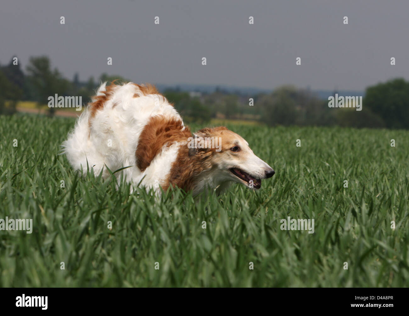 Barzois hi-res stock photography and images - Alamy