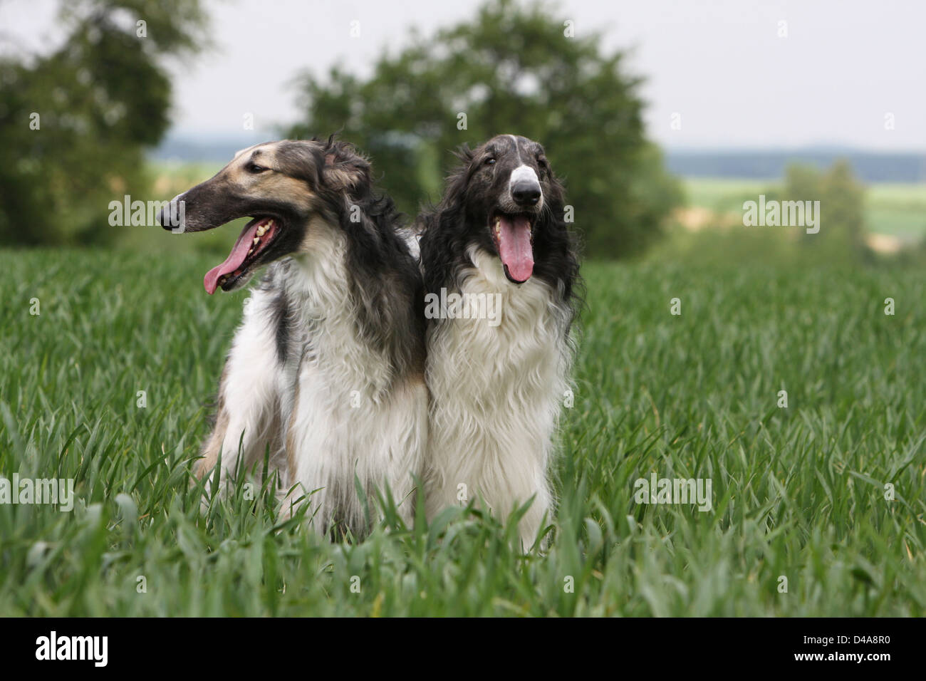 Dog barzoi / Borzoi / Russian wolfhound / Barsoi / two adults standing ...