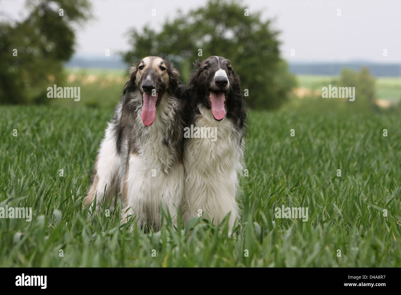 Dog barzoi / Borzoi / Russian wolfhound / Barsoi / two adults standing ...