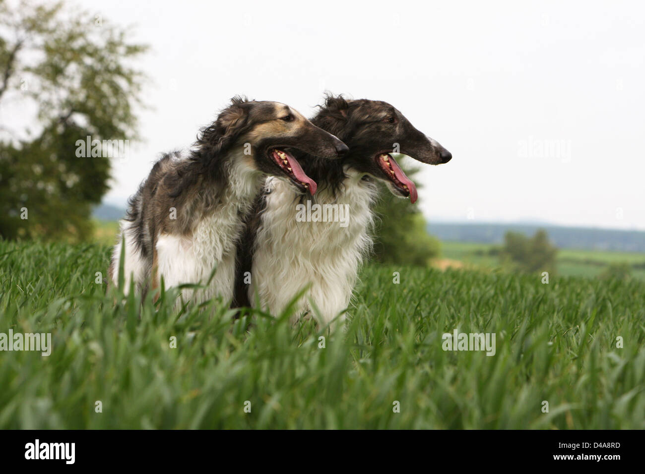 Dog barzoi / Borzoi / Russian wolfhound / Barsoi / two adults standing ...
