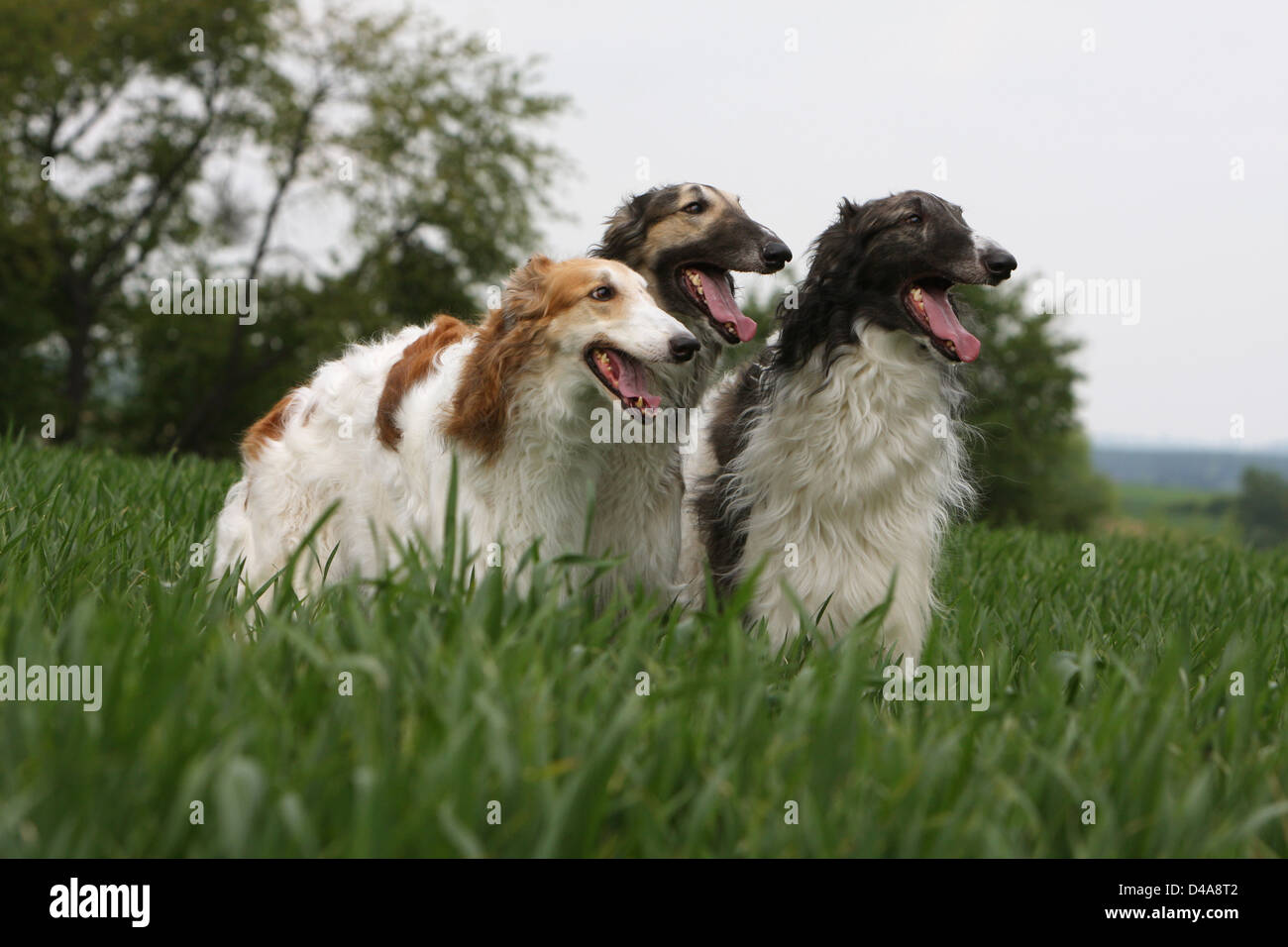 Dog barzoi / Borzoi / Russian wolfhound / Barsoi / three adults ...