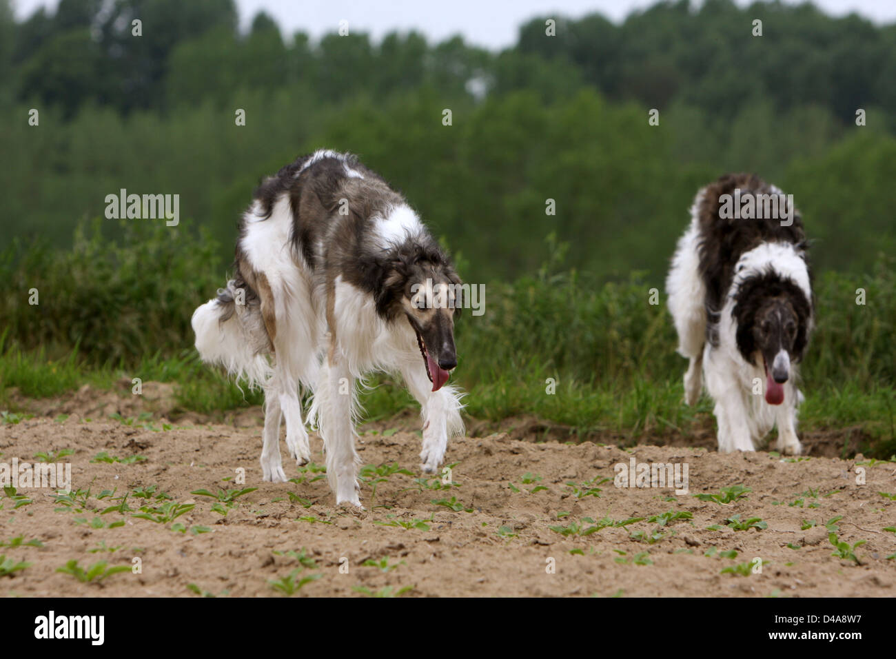 Dog barzoi / Borzoi / Russian wolfhound / Barsoi // two adults walking ...