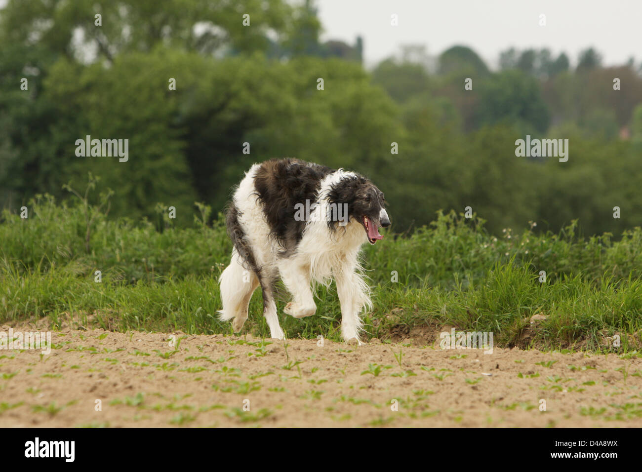Dog barzoi / Borzoi / Russian wolfhound / Barsoi / adult walking in a ...