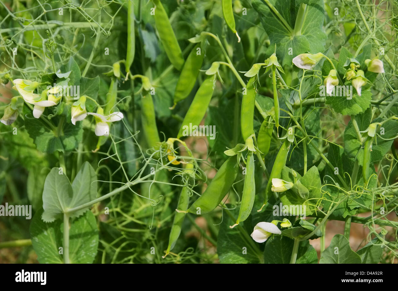 Erbse Pflanze - pea plant 02 Stock Photo - Alamy