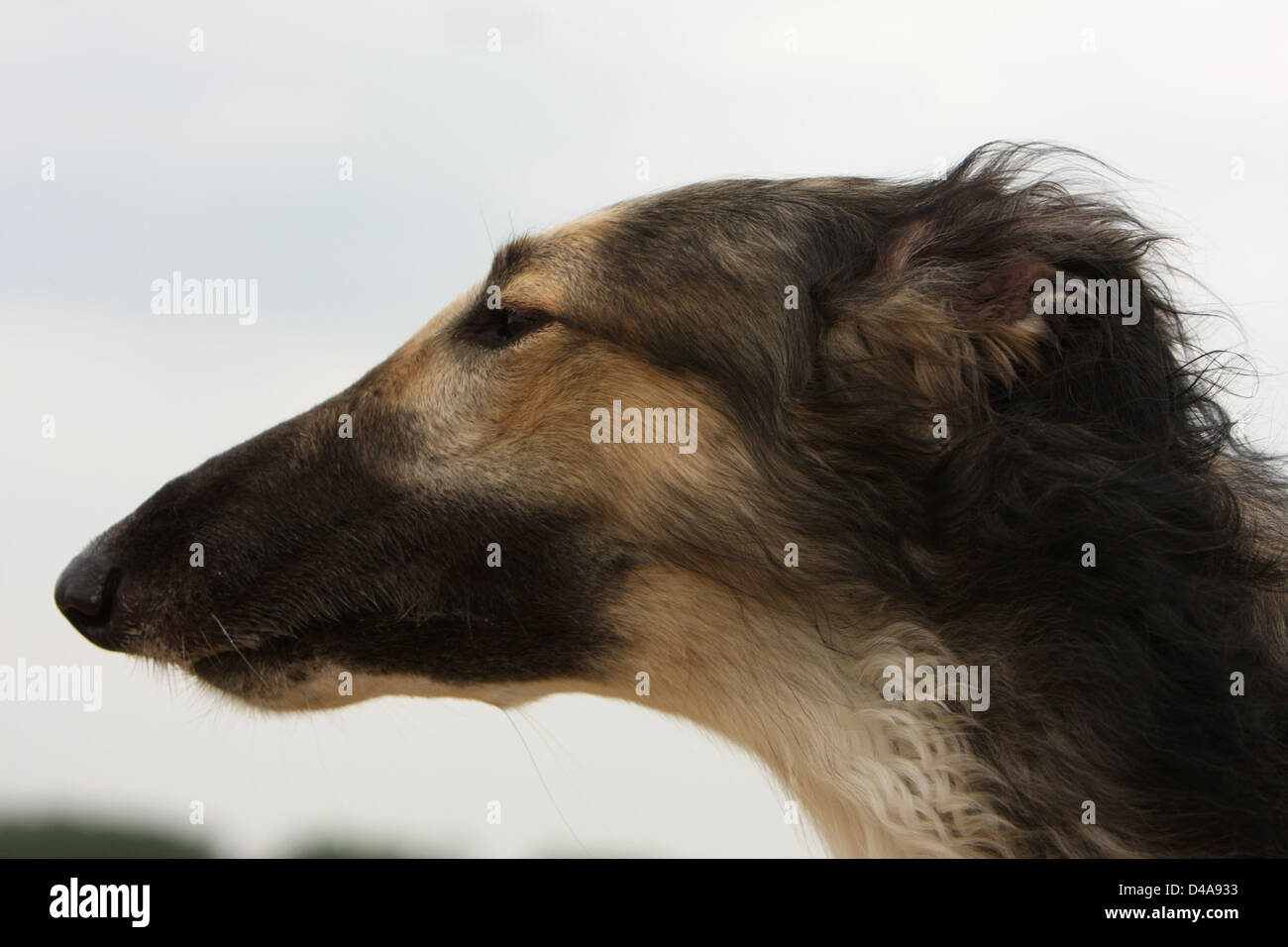 Dog barzoi / Borzoi / Russian wolfhound / Barsoi adult portrait Stock ...