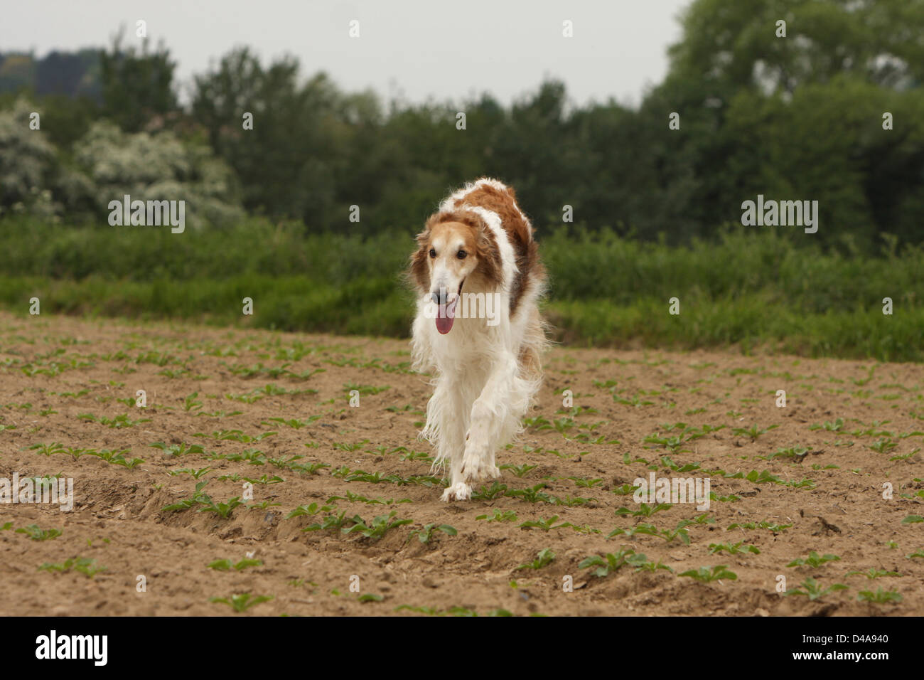 Dog barzoi / Borzoi / Russian wolfhound / Barsoi / adult walking in a ...