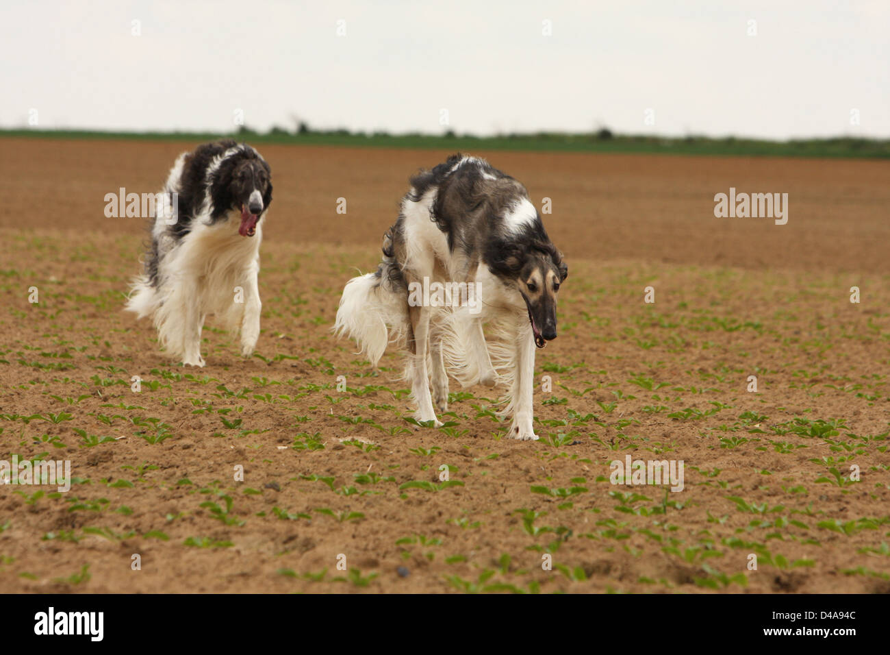 Dog barzoi / Borzoi / Russian wolfhound / Barsoi // two adults walking ...