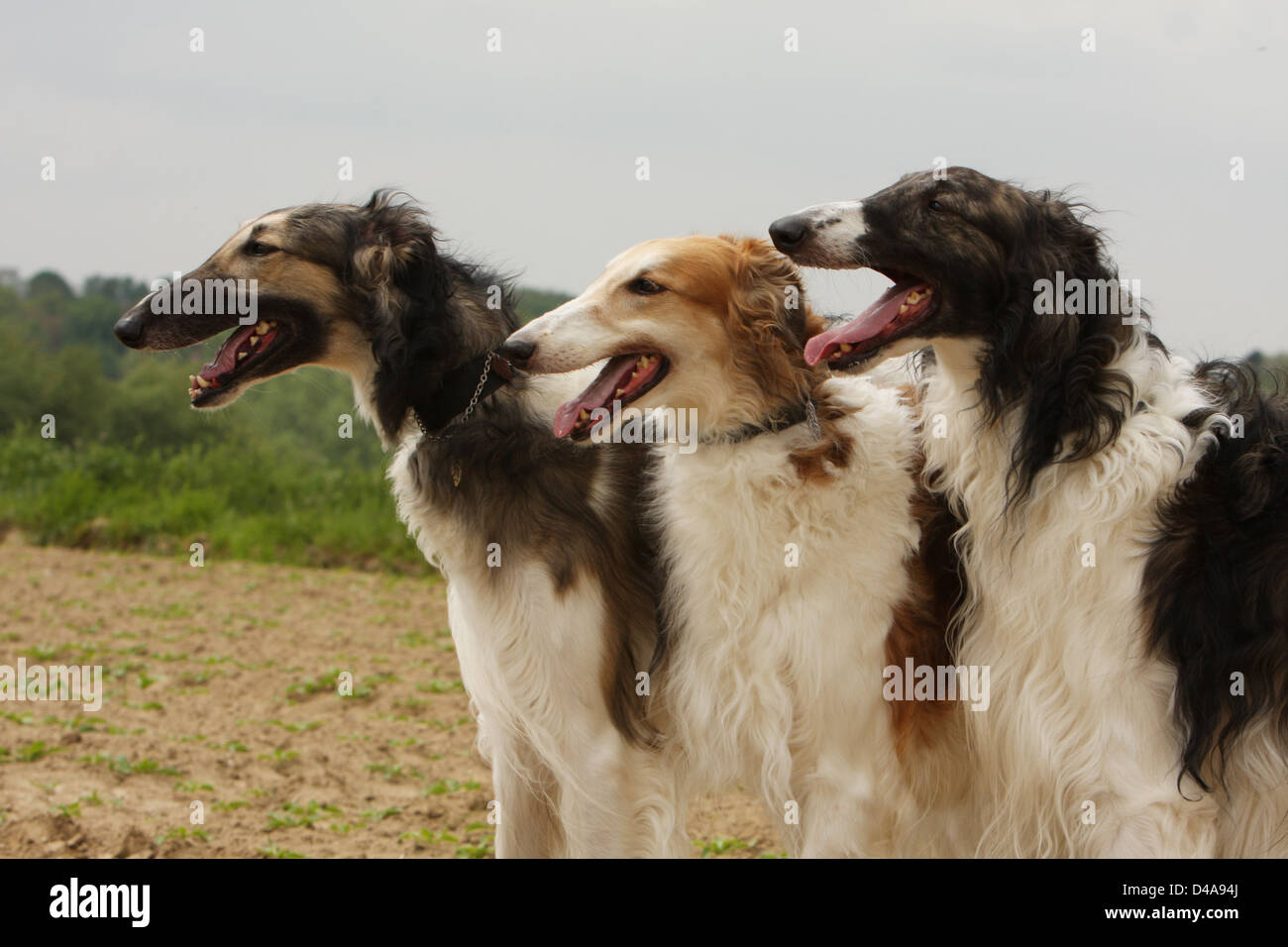 Dog barzoi / Borzoi / Russian wolfhound / Barsoi adult portrait Stock ...