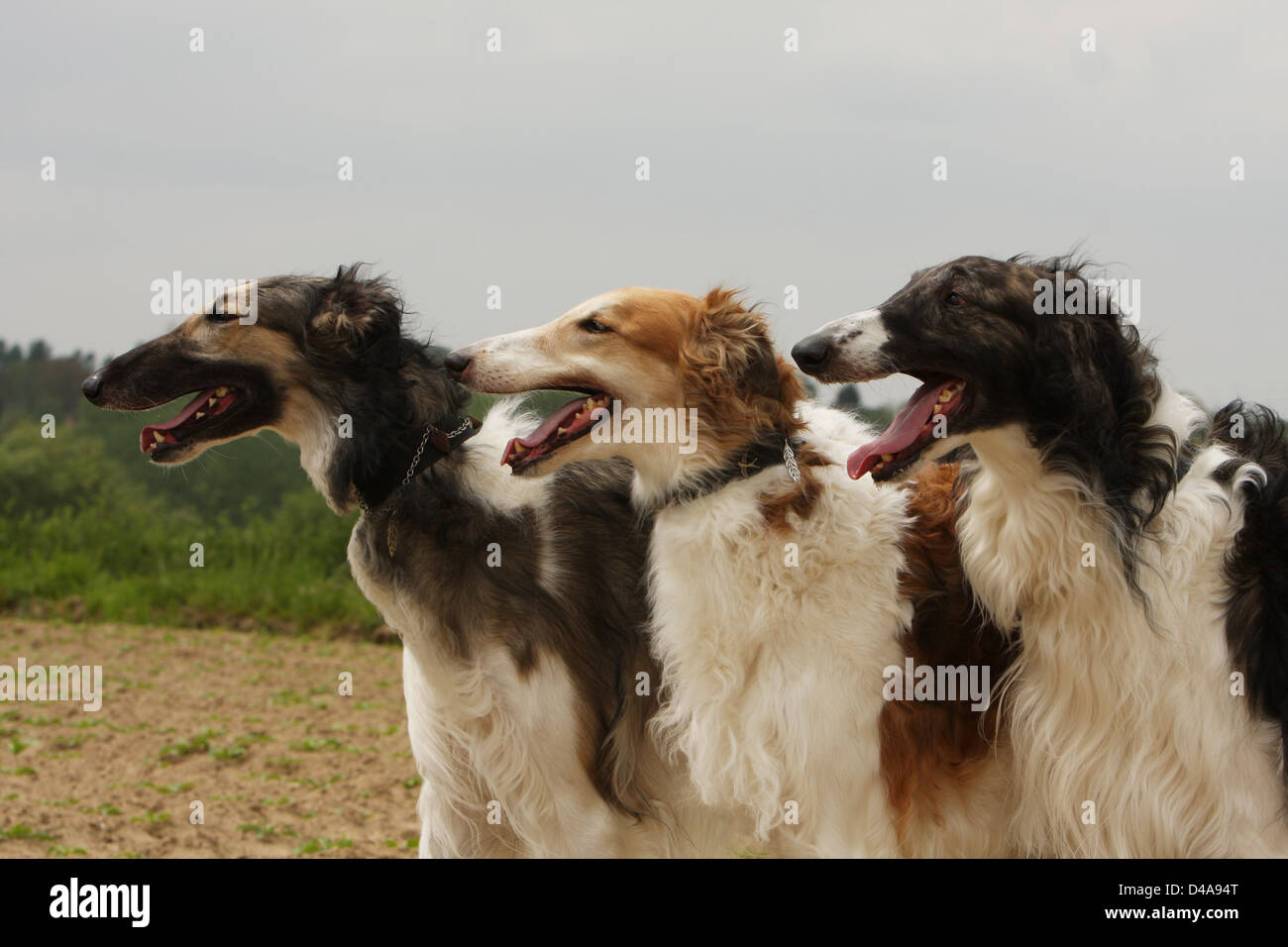 Dog barzoi / Borzoi / Russian wolfhound / Barsoi three adults portrait ...