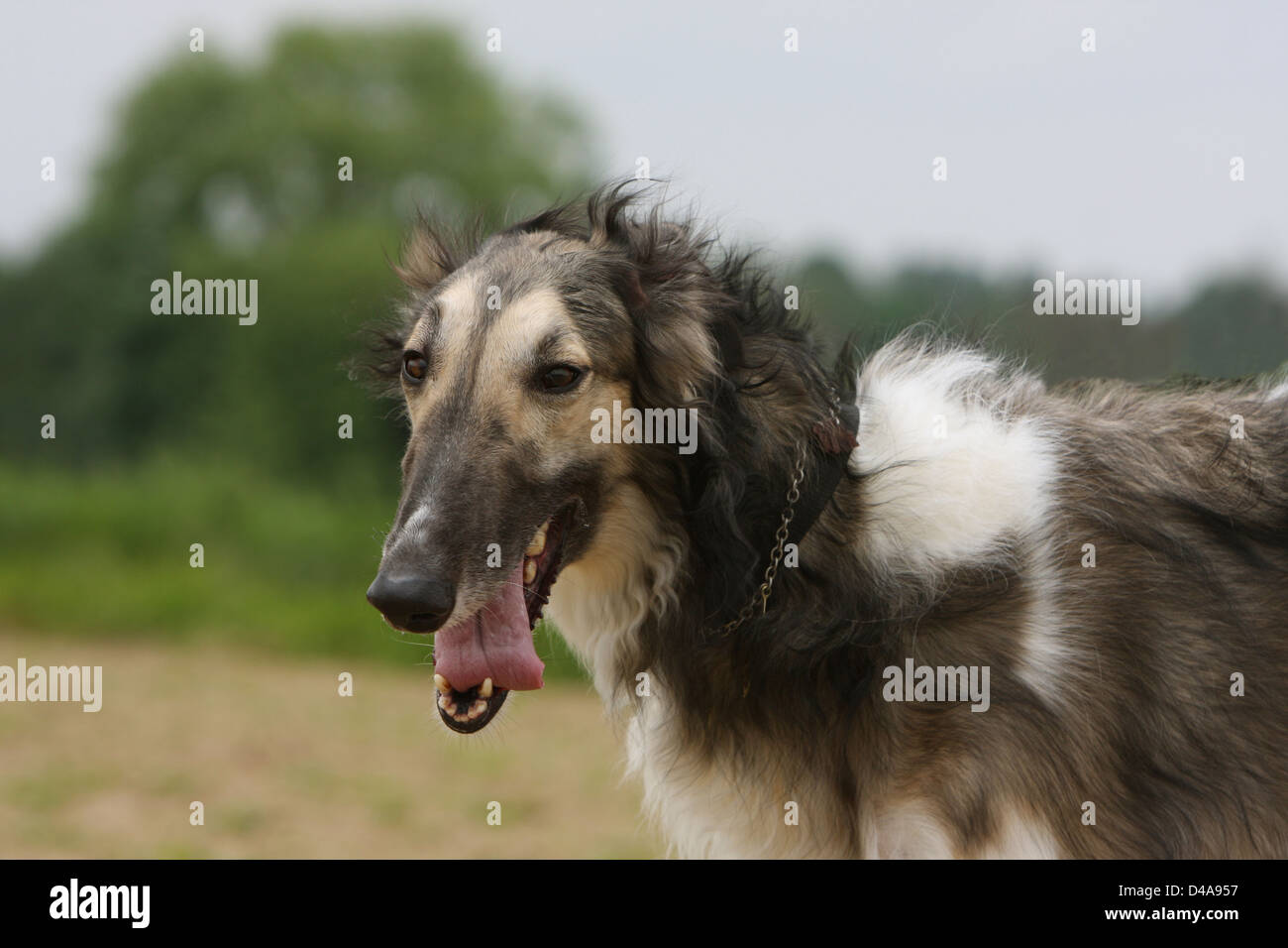 Dog barzoi / Borzoi / Russian wolfhound / Barsoi adult portrait Stock ...