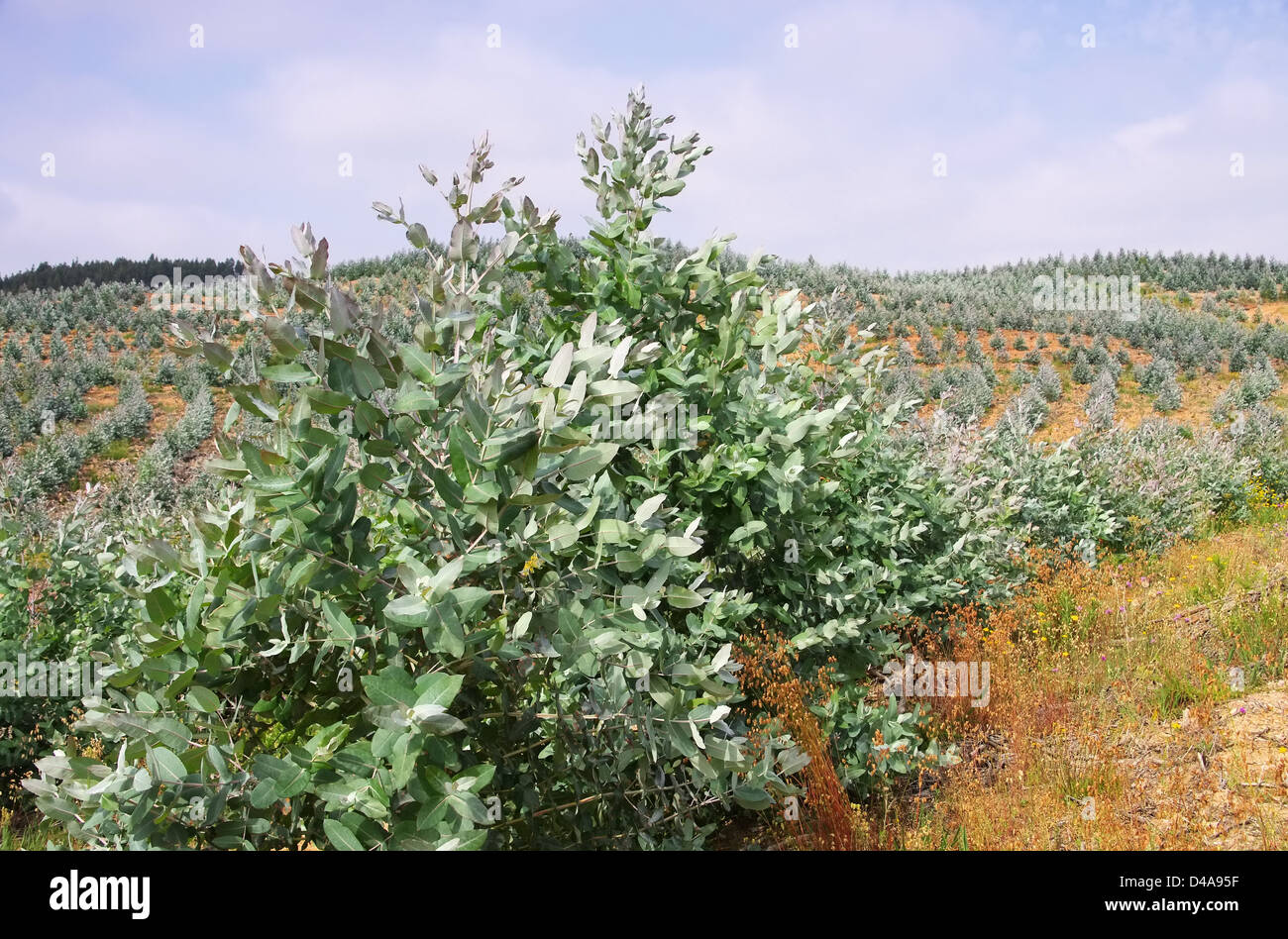 Eucalyptus hi-res stock photography and images - Alamy