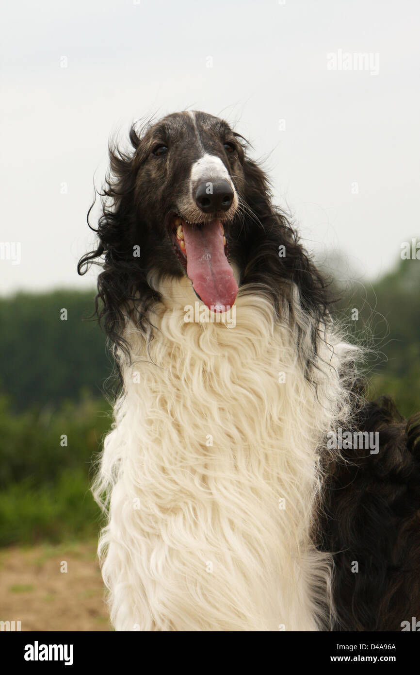 Dog barzoi / Borzoi / Russian wolfhound / Barsoi adult portrait Stock ...