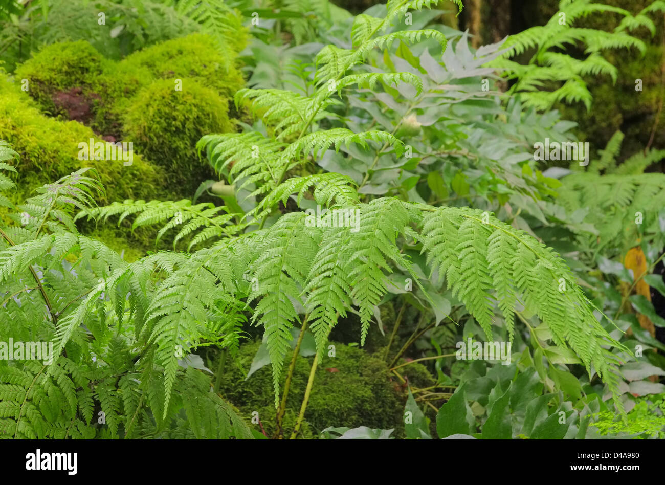 Farn hi-res stock photography and images - Alamy
