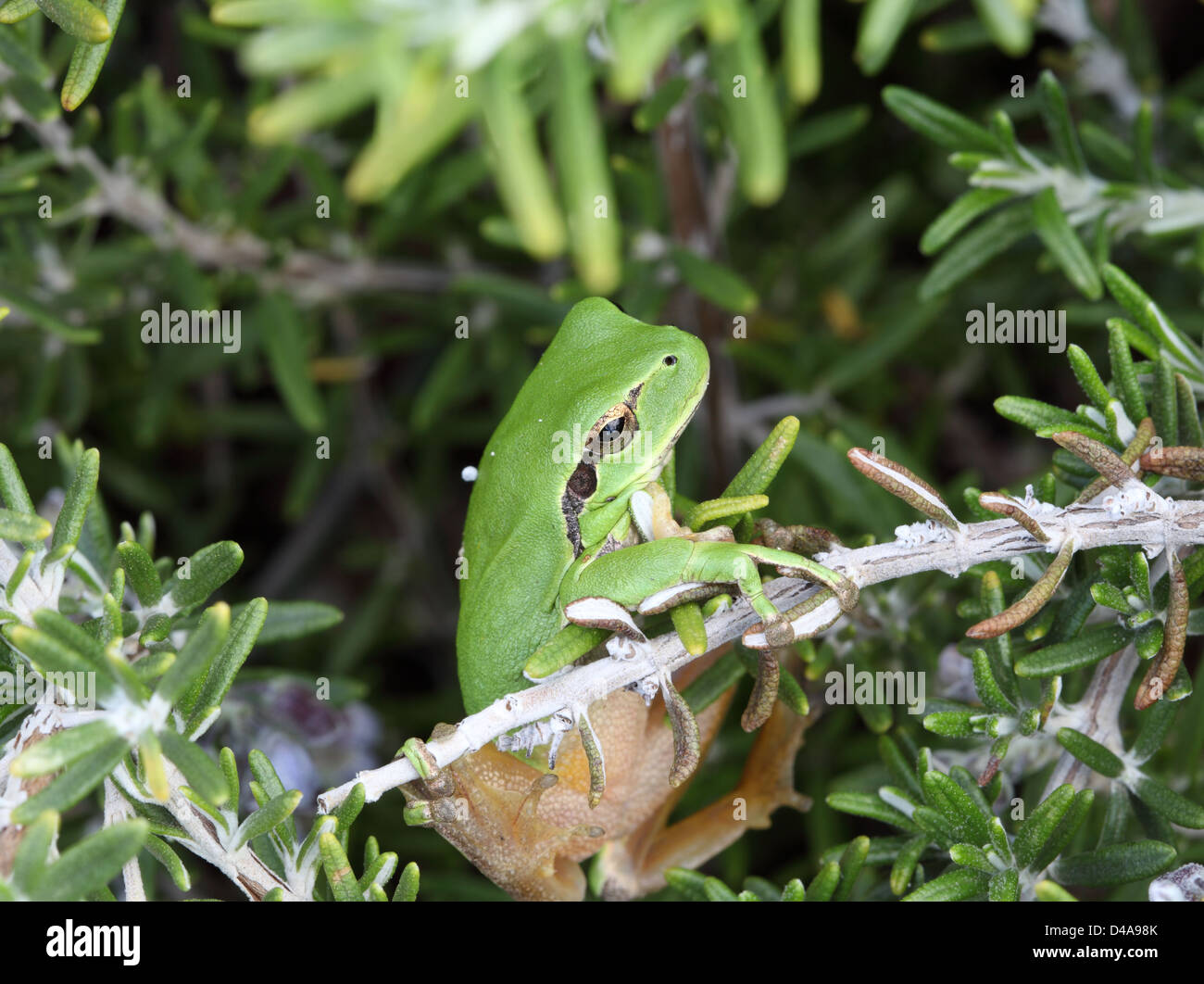Tropical frog hi-res stock photography and images - Alamy