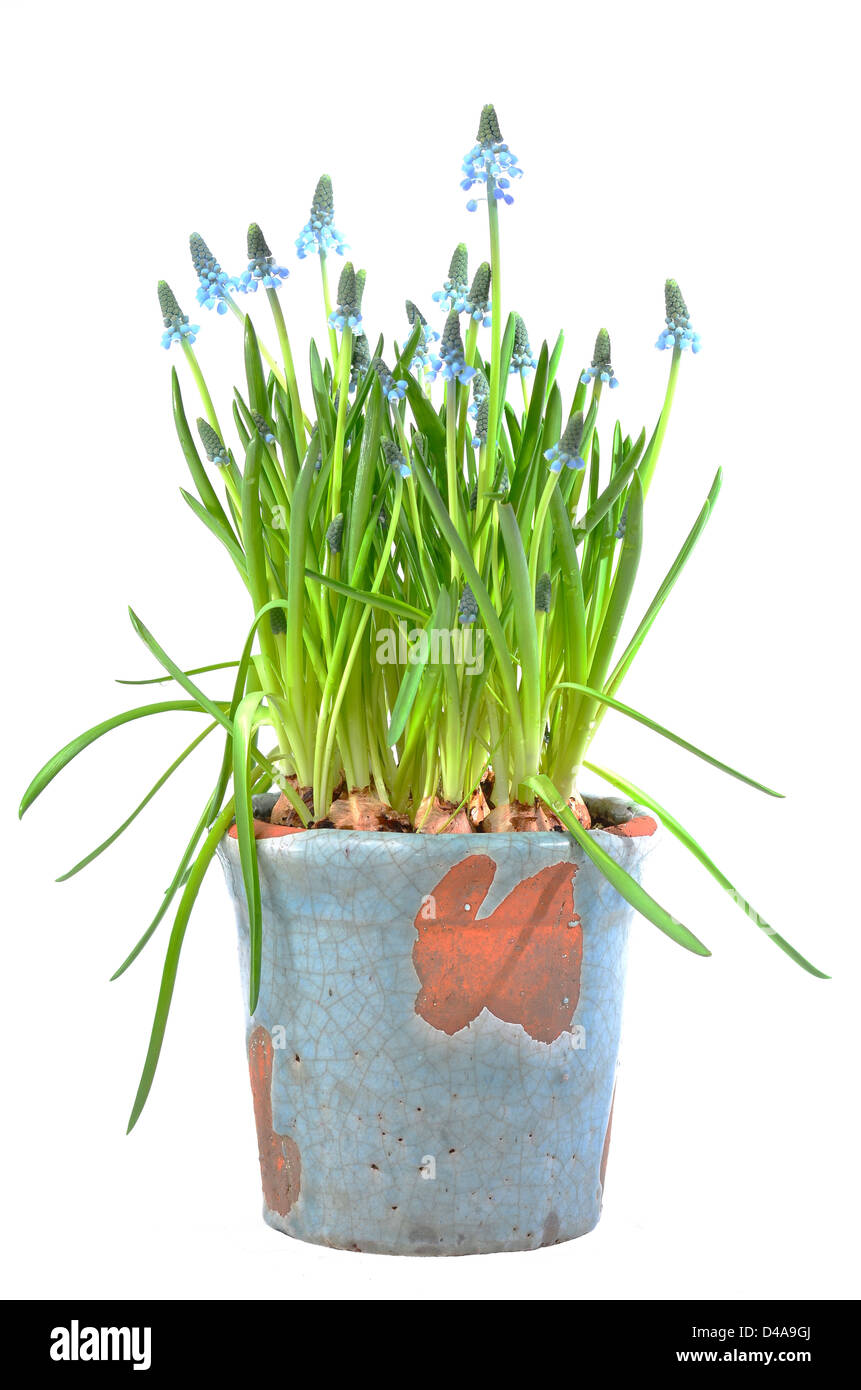 Blue bell flower in Cut Out Stock Images & Pictures - Alamy