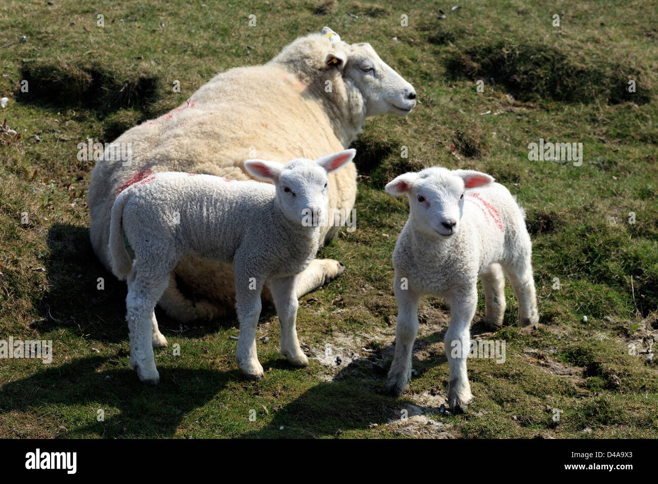 Two free sheep hi-res stock photography and images - Alamy
