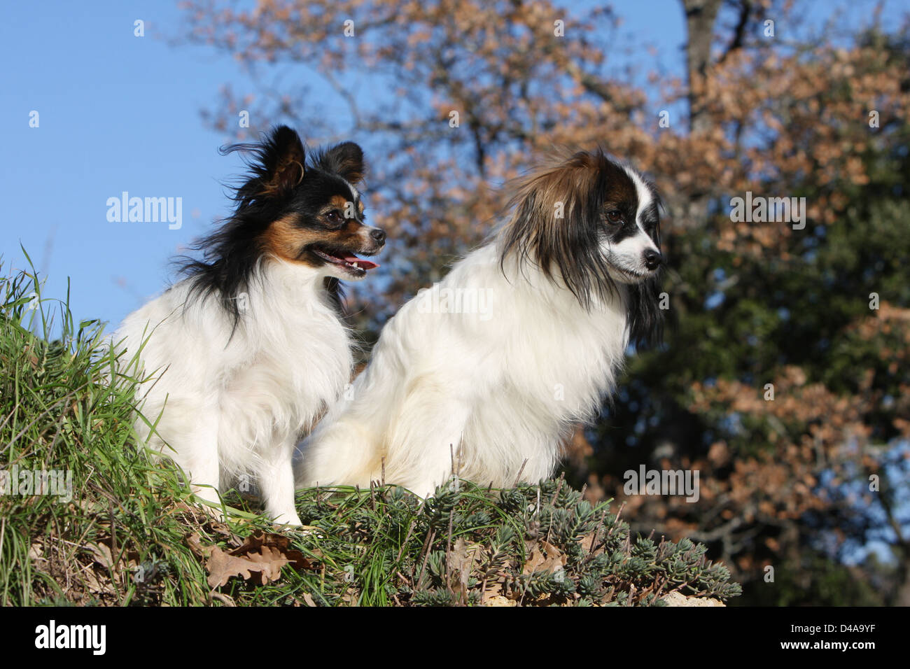 Dog Phalène and Papillon / Continental Toy Spaniel Phalene and ...
