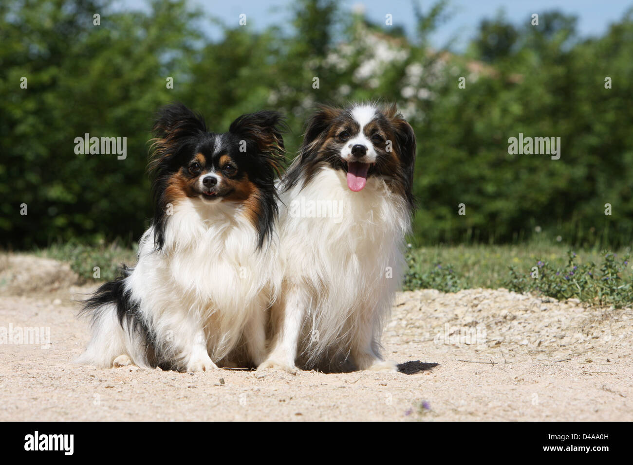 Dog Phalène and Papillon / Continental Toy Spaniel Phalene and ...