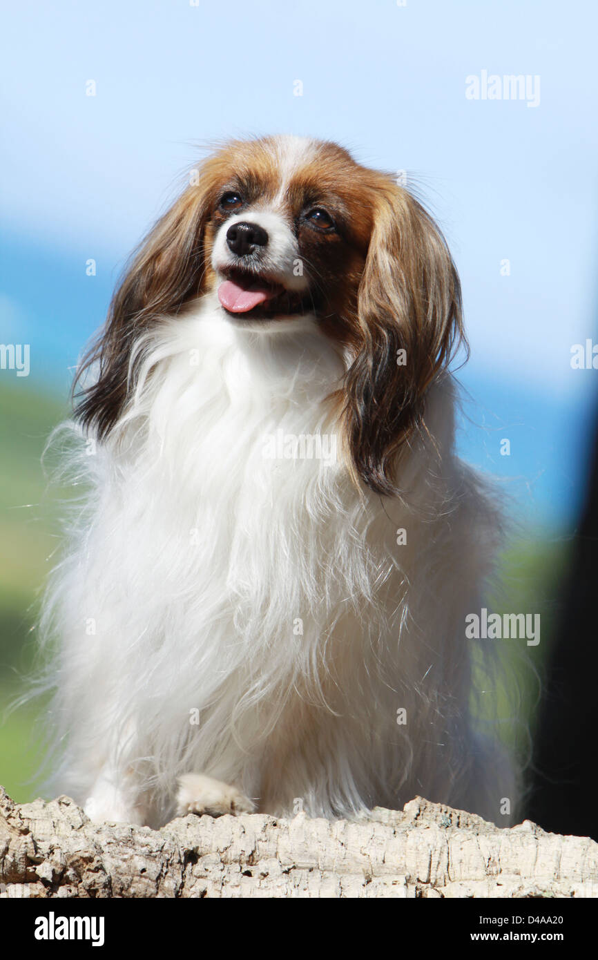 Phalene hi-res stock photography and images - Alamy