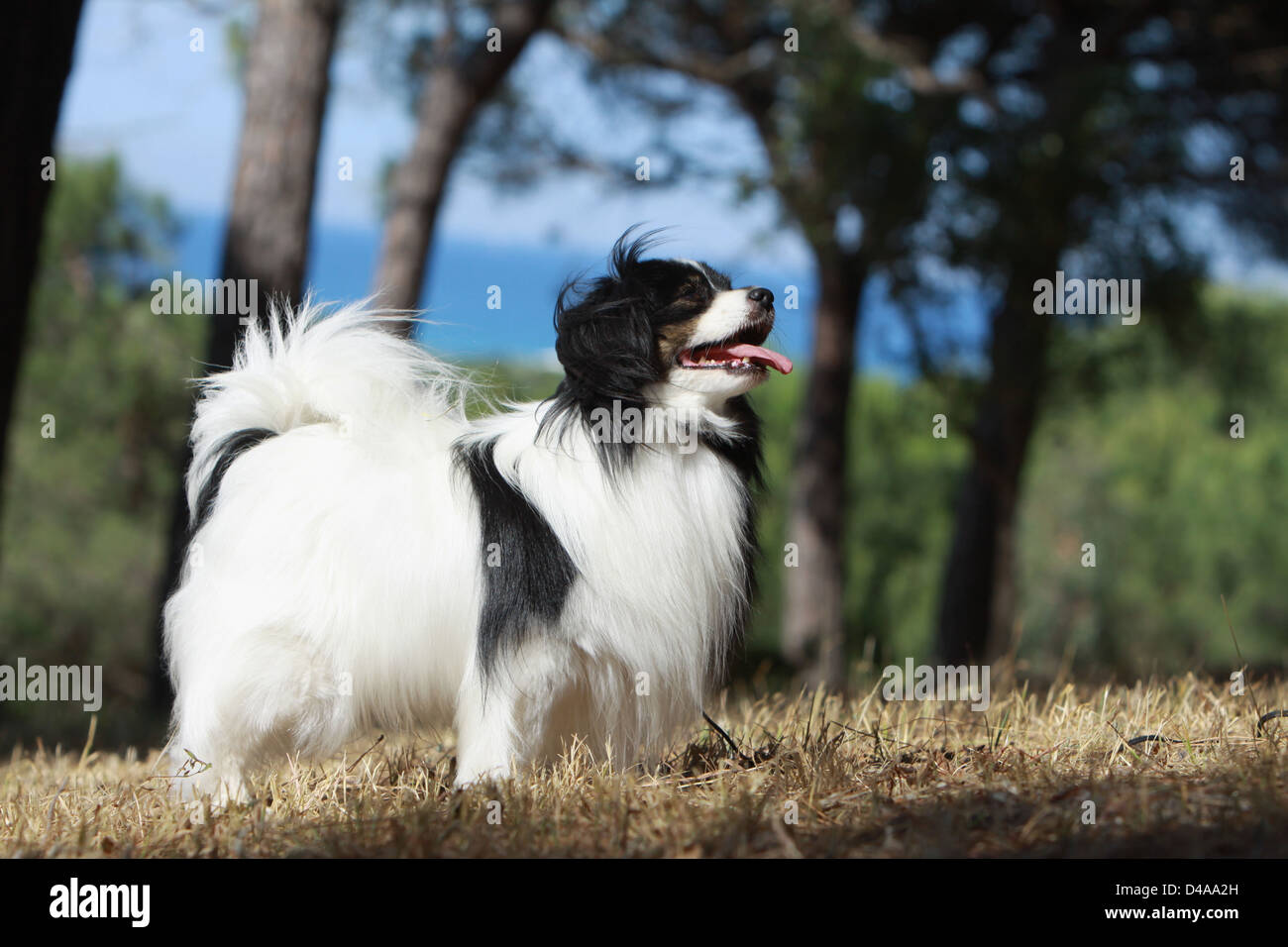 Dog Phalène / Continental Toy Spaniel Phalene Dog adult standing in a ...