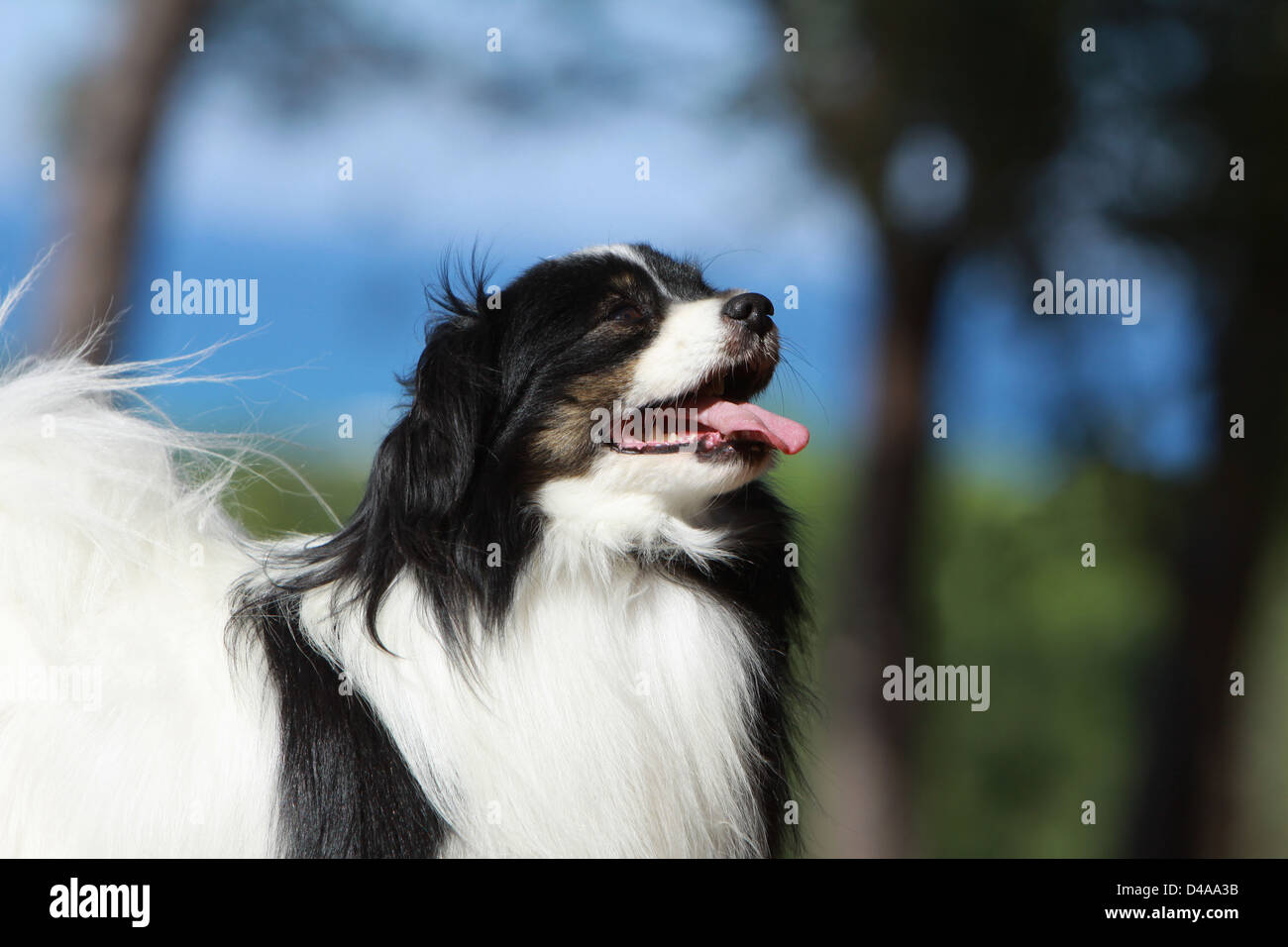 Dog Phalène / Continental Toy Spaniel Phalene Dog adult portrait ...