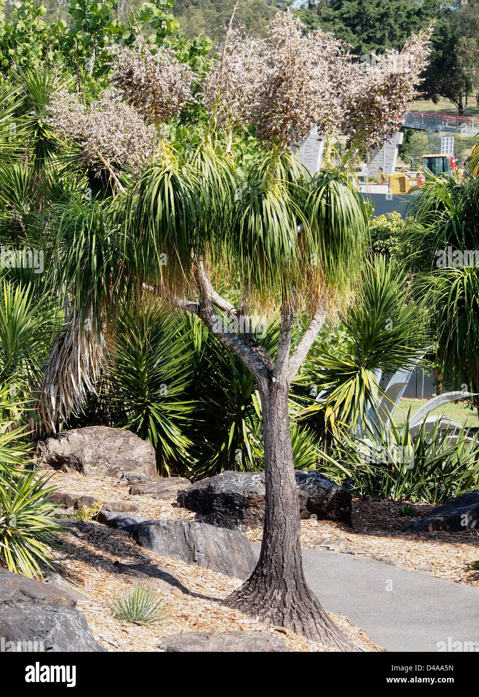 SPECIMEN TREE MOUNT COOT-THA BOTANICAL GARDENS BRISBANE QUEENSLAND ...