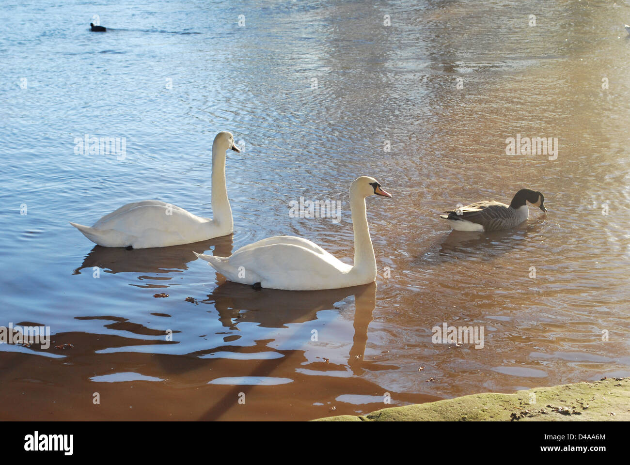 swans having a swim Stock Photo - Alamy