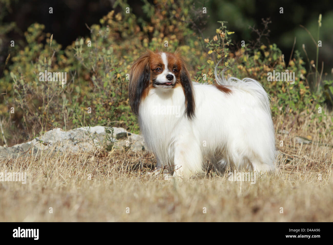 Nain standard hi-res stock photography and images - Alamy