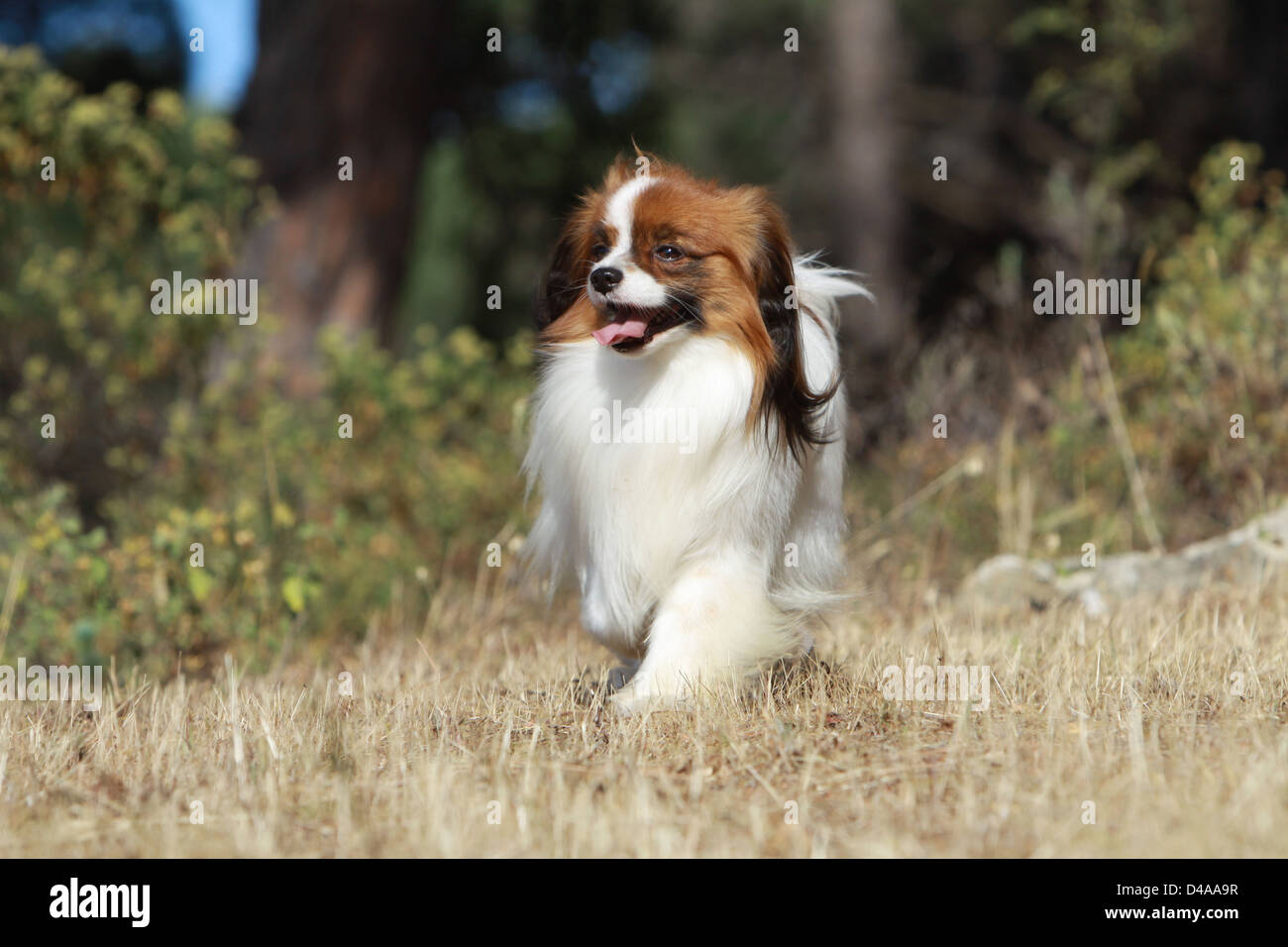 Dog Phalène / Continental Toy Spaniel Phalene Dog adult running in a ...