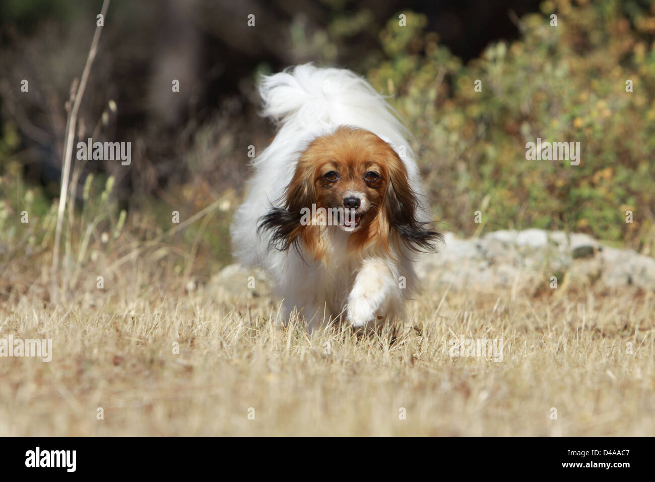 Dog Phalène / Continental Toy Spaniel Phalene Dog adult running in a ...