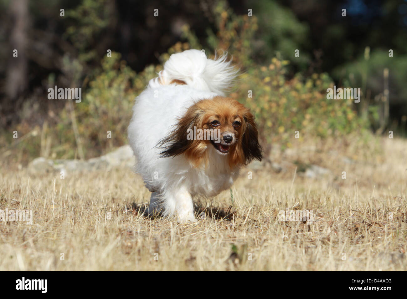 Dog Phalène / Continental Toy Spaniel Phalene Dog adult running in a ...