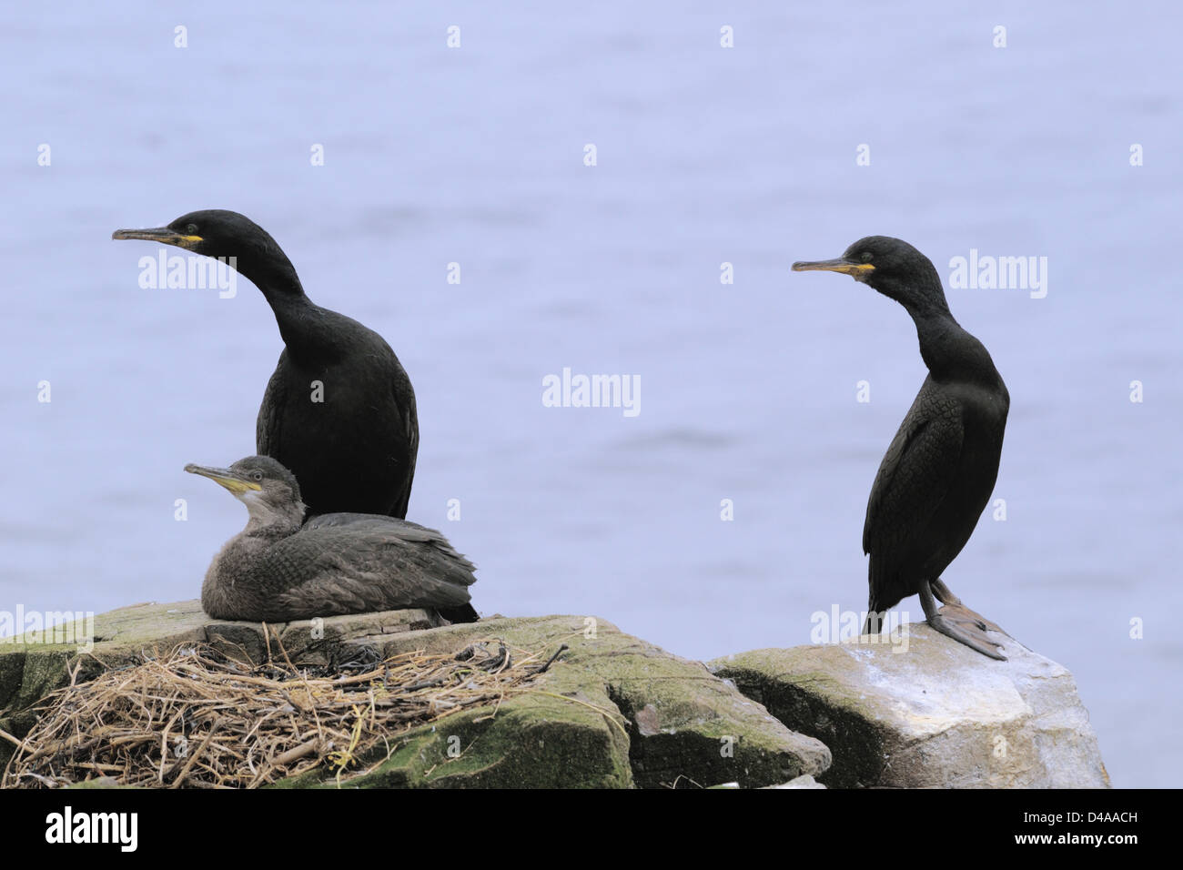 Two adult shags and juvenile on nest on Farne islands Stock Photo - Alamy