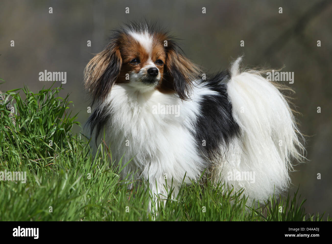 Nain standard hi-res stock photography and images - Alamy