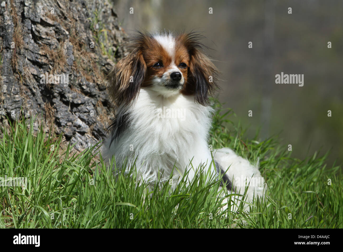 Dog Phalène / Continental Toy Spaniel Phalene Dog adult sitting in a ...