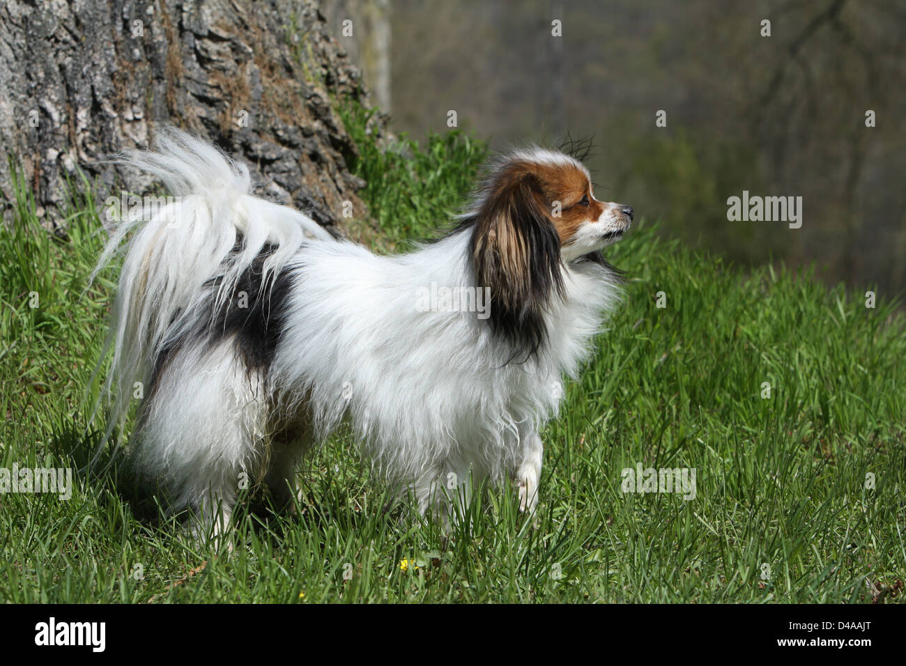Dog Phalène / Continental Toy Spaniel Phalene Dog adult standing in a ...