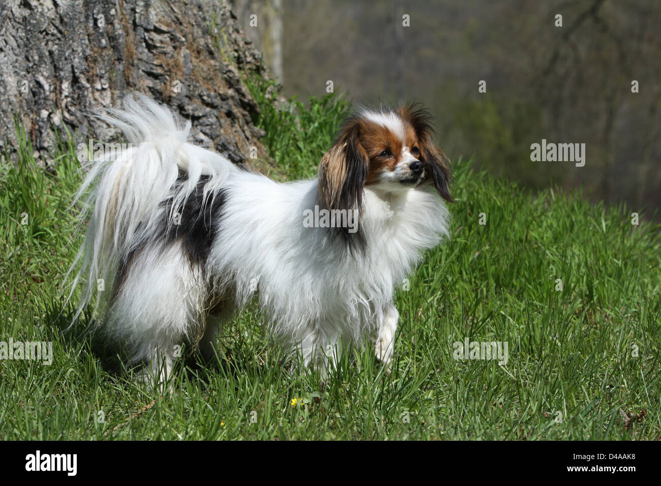 Nain standard hi-res stock photography and images - Alamy