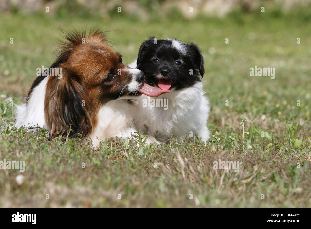 Dog Phalène / Continental Toy Spaniel Phalene Dog adult and puppy in a ...