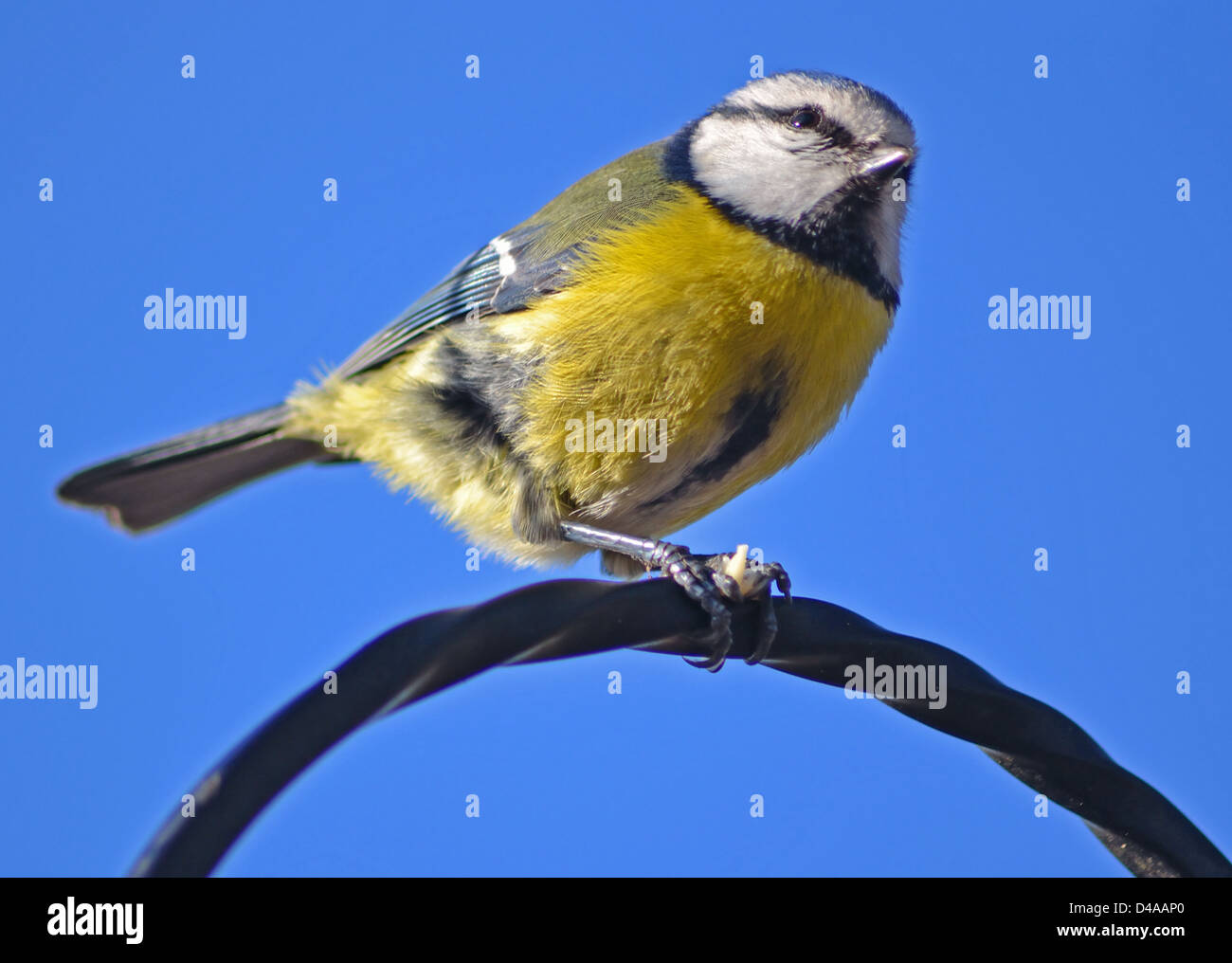 Bluetit bird hi-res stock photography and images - Alamy