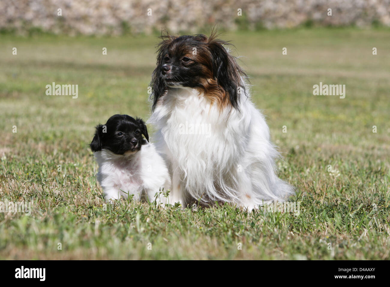Dog Phalène / Continental Toy Spaniel Phalene Dog adult and puppy in a ...