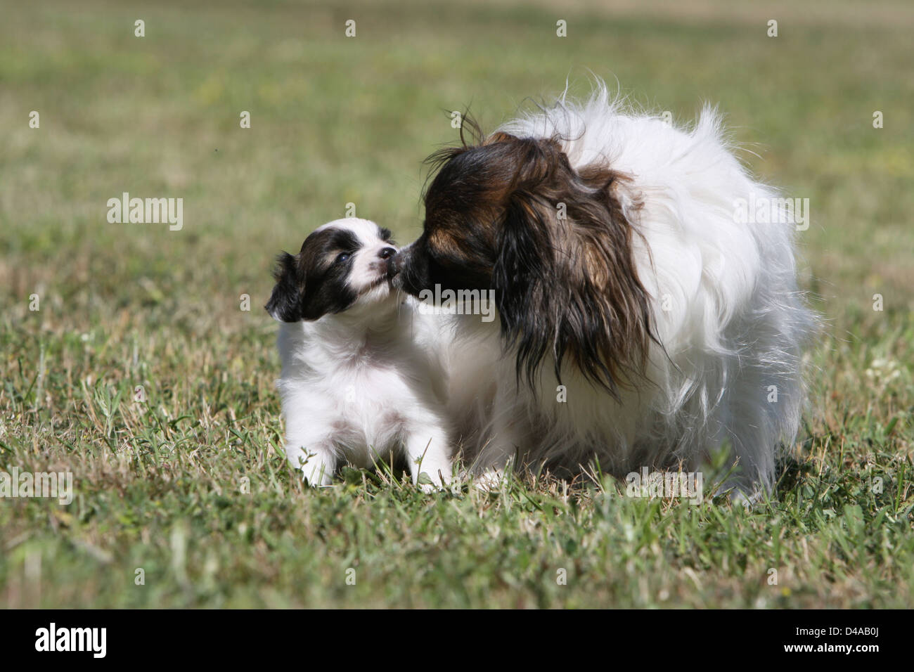 Dog Phalène / Continental Toy Spaniel Phalene Dog adult and puppy in a ...