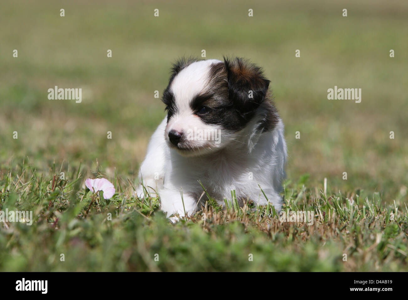 Dog Phalène / Continental Toy Spaniel Phalene Dog puppy lying in a ...