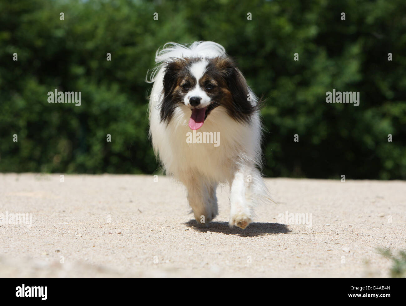 Dog Phalène / Continental Toy Spaniel Phalene Dog adult running in a ...