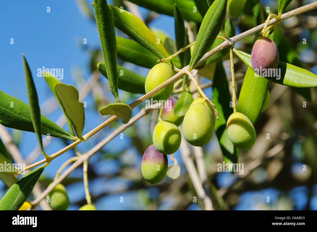 Olive tree olivenbaum hi-res stock photography and images - Alamy