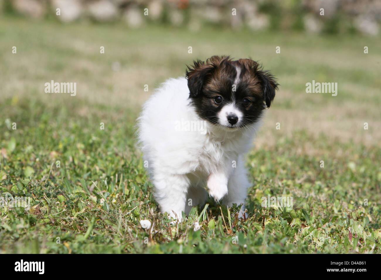 Dog Phalène / Continental Toy Spaniel Phalene Dog puppy standing in a ...