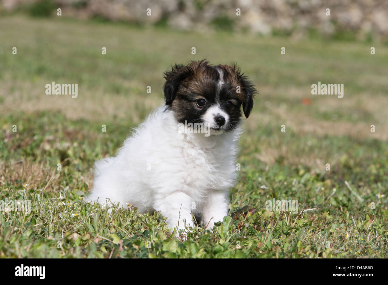 Dog Phalène / Continental Toy Spaniel Phalene Dog puppy sitting in a ...