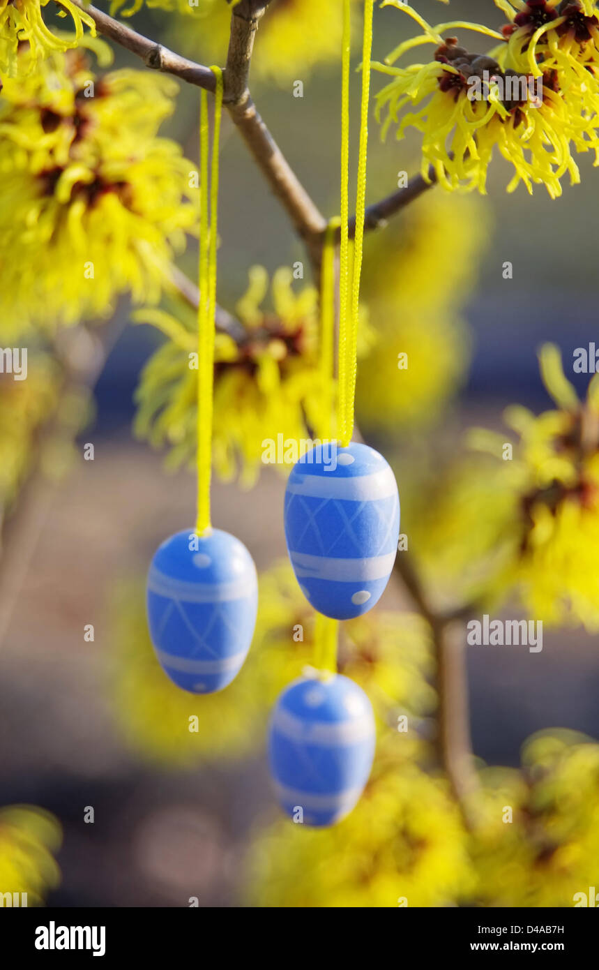 Osterstrauch Hamamelis - hamamelis shrub in easter time 07 Stock Photo ...